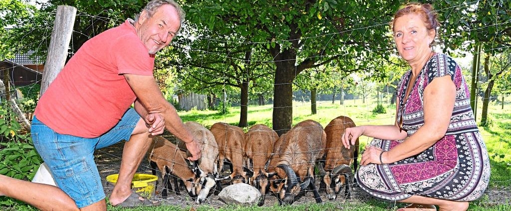 Das verlorene Schaf hat ein neues Zuhause
