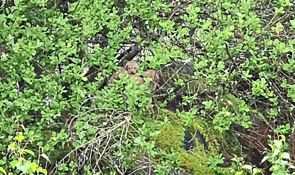 Elva sheldon leak porn she’s incredibly gorgeous, boasts a