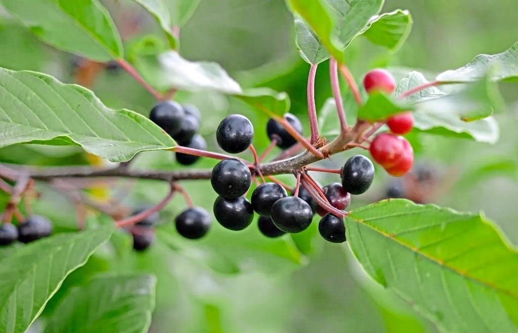 Der Faulbaum: Strauch des Zitronenfalters