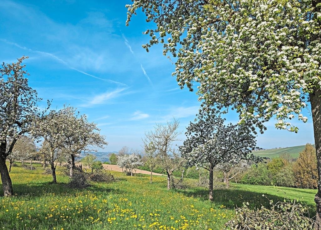 Wiese auf Gut Rechab blüht wieder