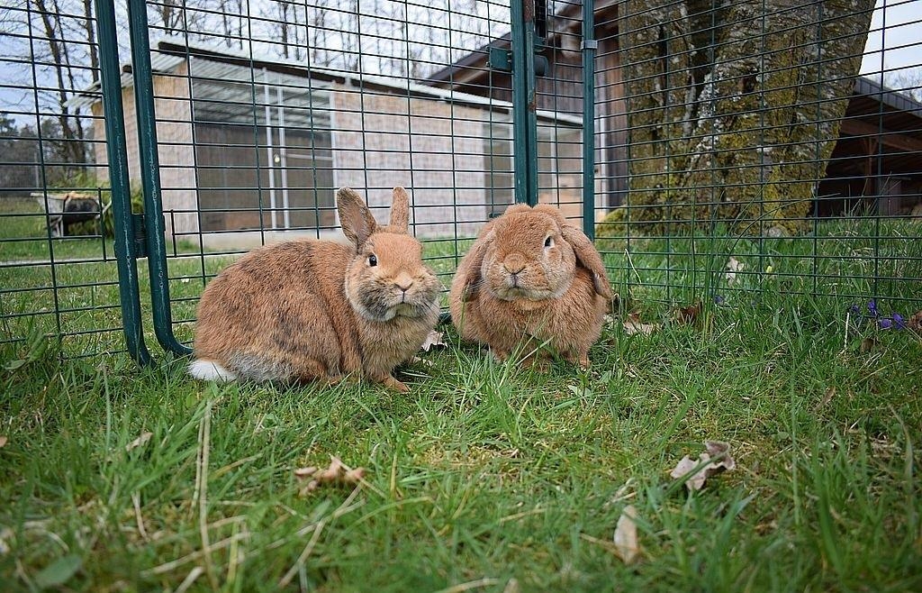 Tiere suchen ein neues Zuhause – Kater Sir Henry und die süßen Kaninchen