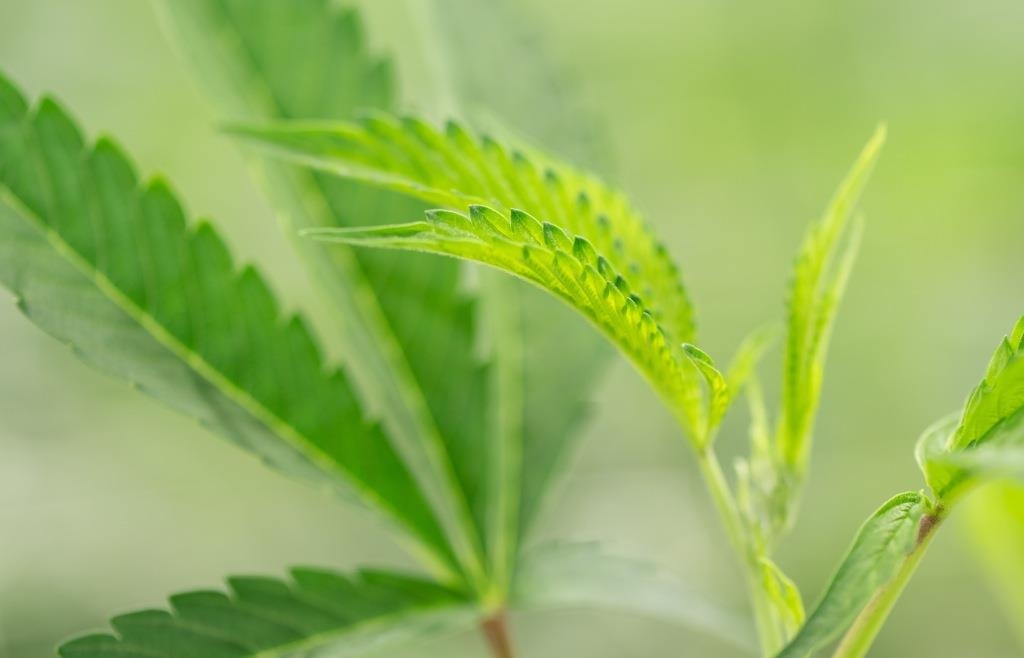 Cannabispflanze Gelbe Blatter