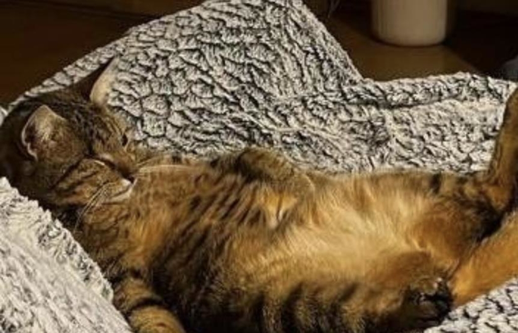 Hund, Katze, Huhn: Das sind die lustigsten Haustier-Fotos unserer Leser