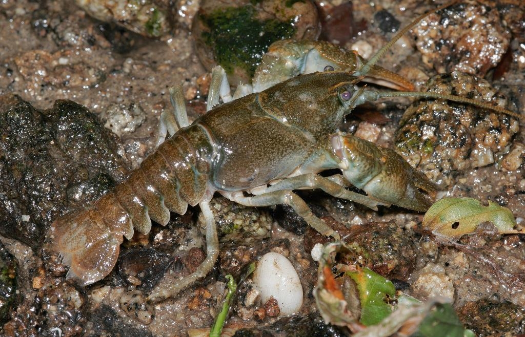 Sensation in Achslacher Bach: Forscher entdecken größte Steinkrebs ...