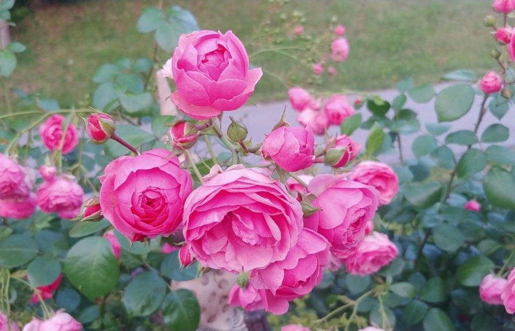 Wer hat die schönste Rose im Gemeindegebiet Simbach? – Fotowettbewerb