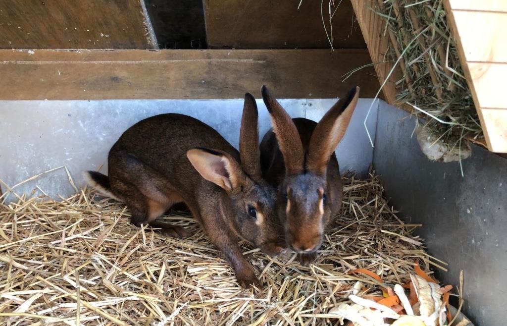 Kaninchenzuchtverein Vilshofen lädt am Samstag und Sonntag zur Kreisjungtierschau in der ...