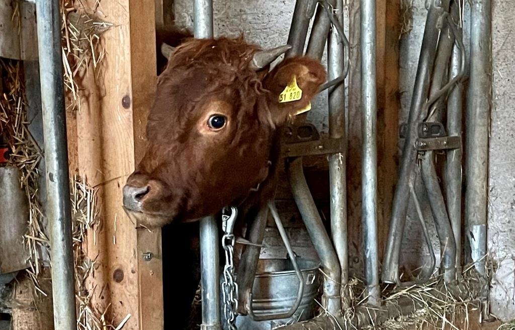 Eine sagenhafte Geschichte: Ochse wird nach sieben Monaten vom ...