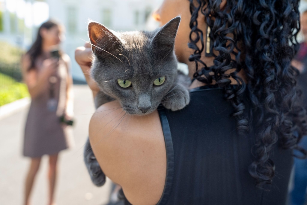 Katze auf Abwegen sorgt für Aufsehen im Weißen Haus