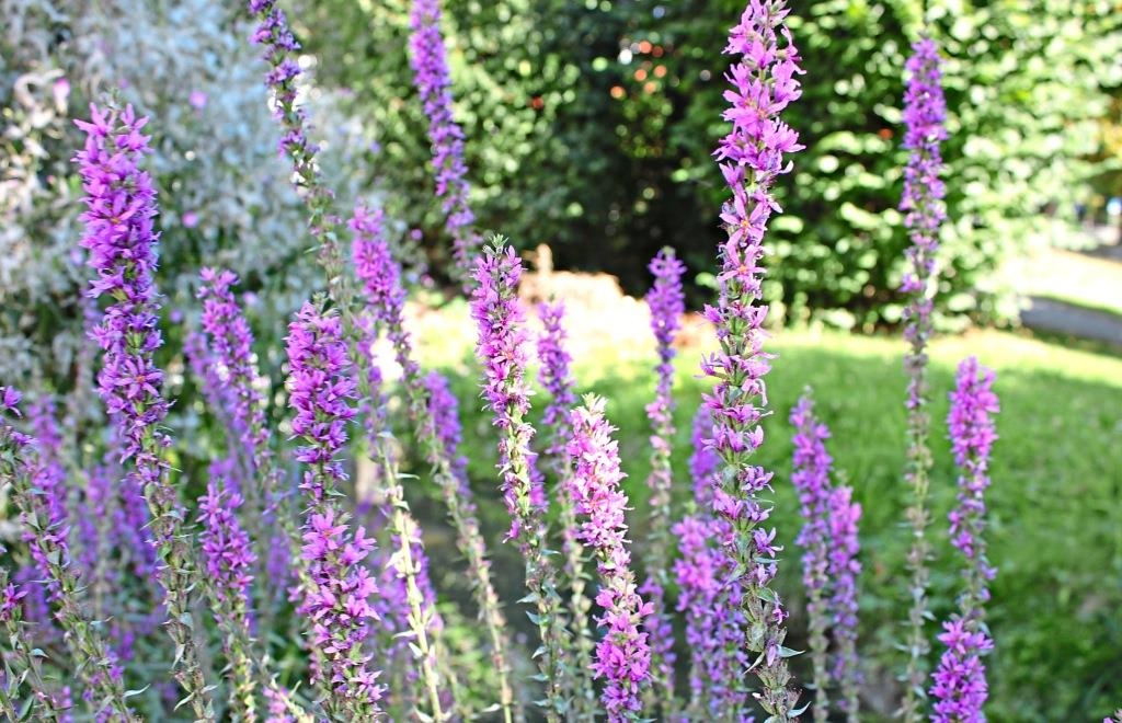 Blume mit blutiger Geschichte