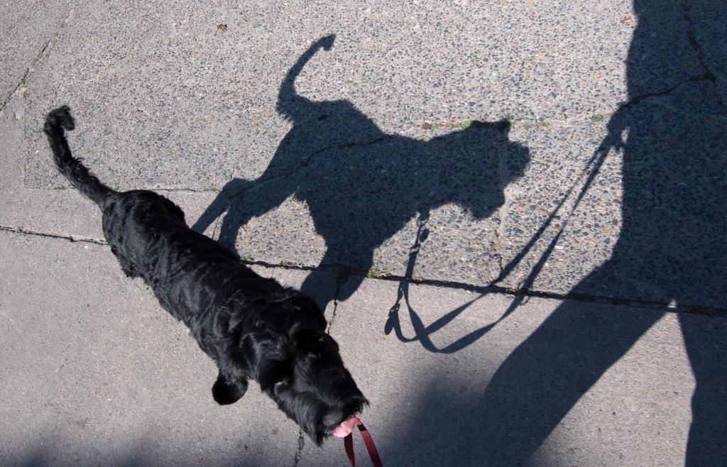 Angler fischt in Landshut toten Hund aus der Isar: Ermittlungen gegen ...