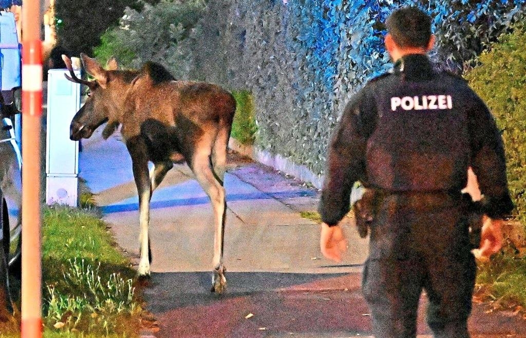 „Soko Elch“ im Einsatz: Emil soll in den Böhmerwald ans Dreiländereck ...