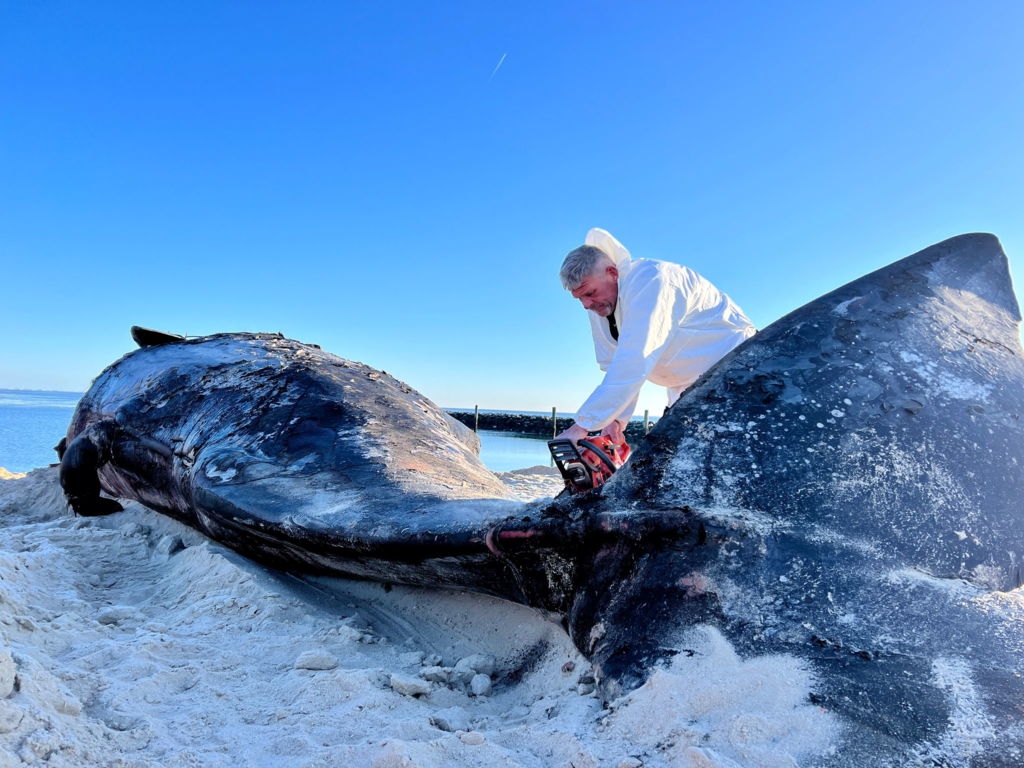 Mit Kettensäge: Sylt-Wal wird weiter zerlegt