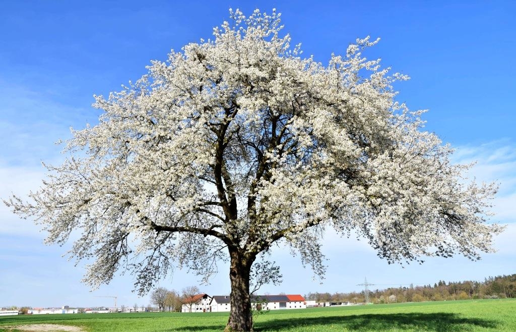 Ein greiser Baum in voller Blüte vor den Toren Altöttings