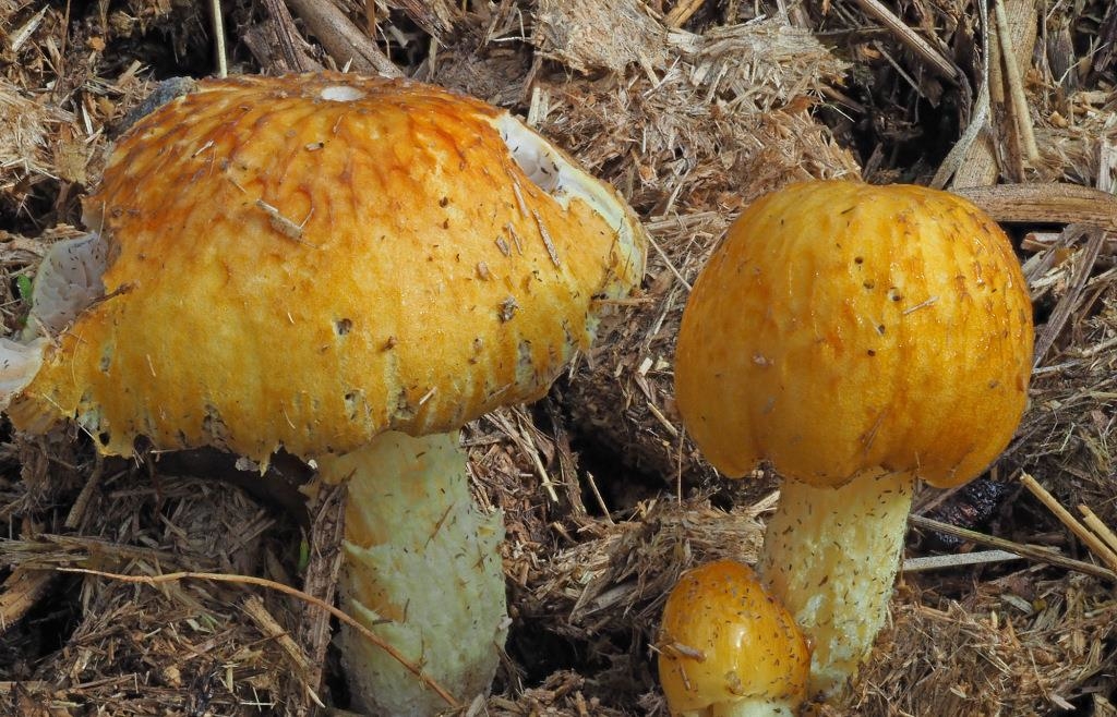 Zwei seltene Pilzarten auf Misthaufen im Nationalpark Bayerischer Wald ...