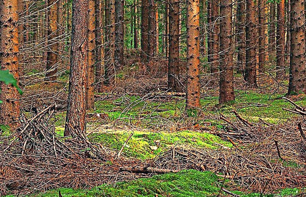 Reichenhaller Schülerin auf schwedischer Schaffarm: Mutige Momente und ...