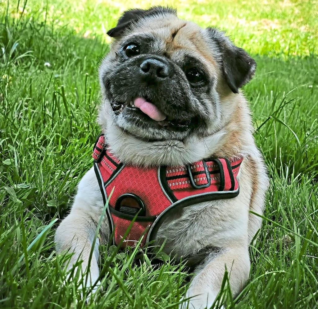 Er erobert jedes Herz im Sturm: Mops Teddy ist unser Tier der Woche