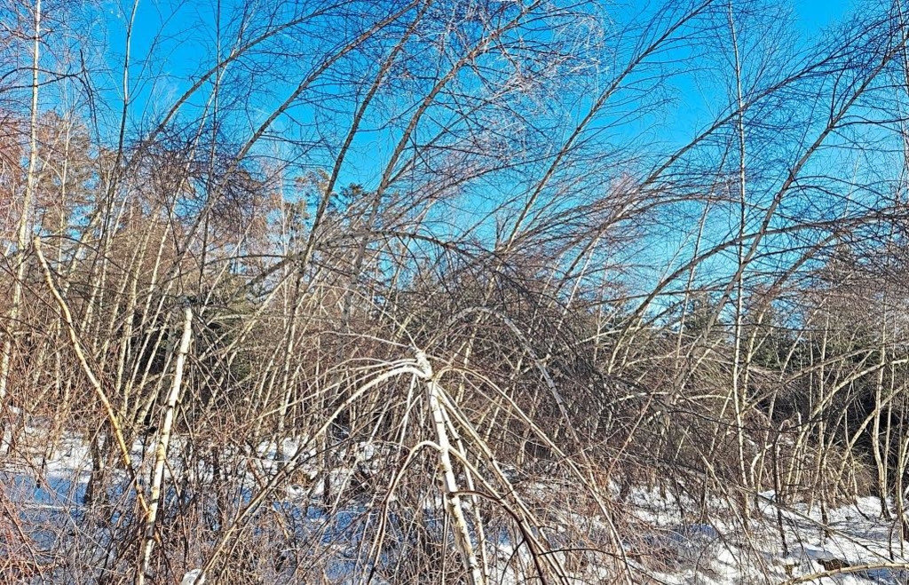 Nassschnee hat seine Spuren im Wald hinterlassen