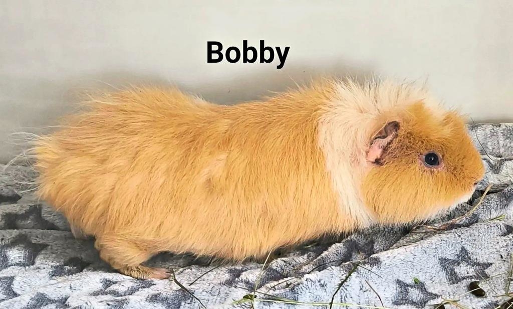 Das sind unsere Tiere der Woche: Die Meerschweinchen Bobby und Henry