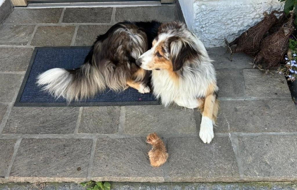 Video: Hund Ludwig bringt Katzenbabys auf Engelsberger Hof
