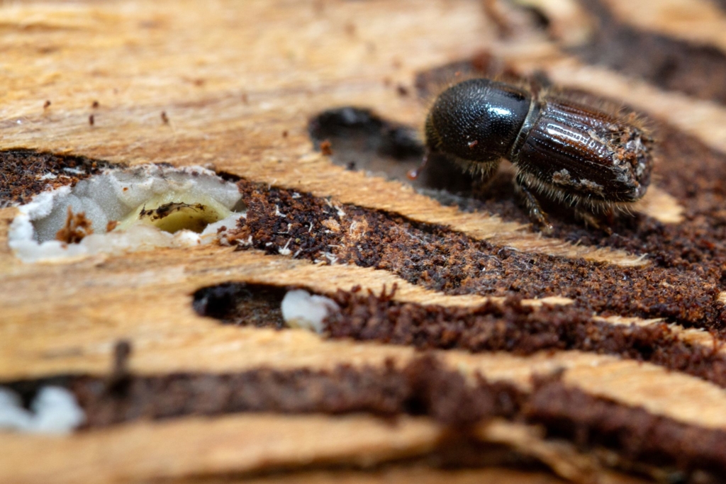 Kaniber warnt vor Gefahr durch Borkenkäfer-Befall