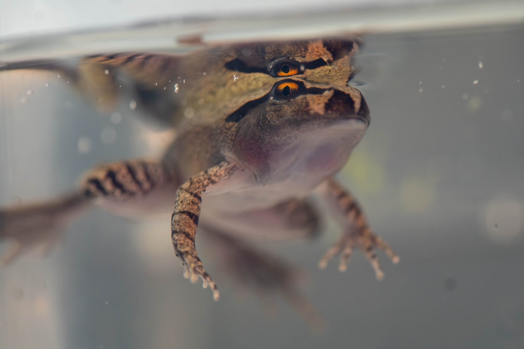 Froschtag: Weibchen legt beispiellose Ei-Serie in Australien