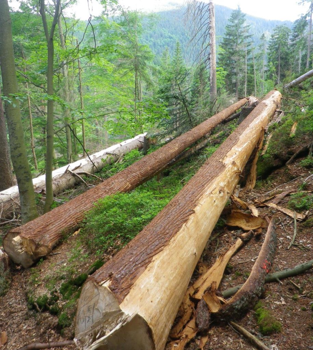 Borkenkäferbekämpfung im Wald-Mikado