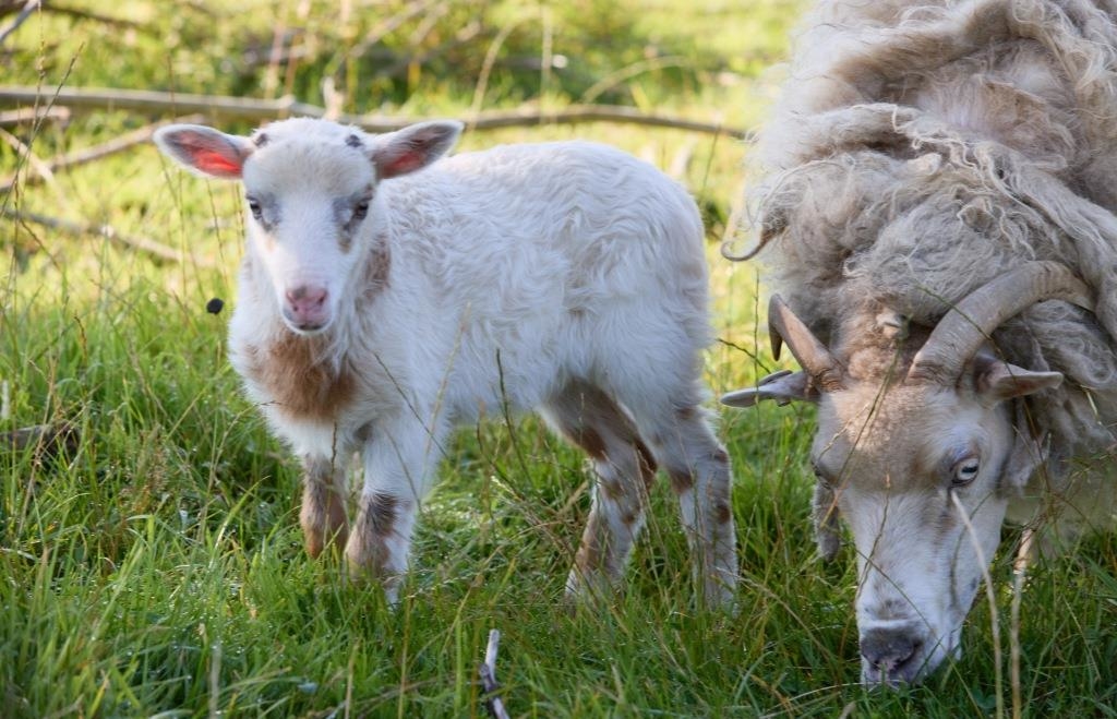 Flumo ist halb Schaf, halb Ziege: „Schiege“ bei Glücksburg geboren