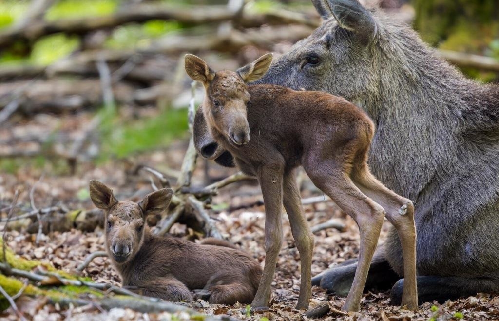 Doppelter Elchnachwuchs im Nationalpark Bayerischer Wald