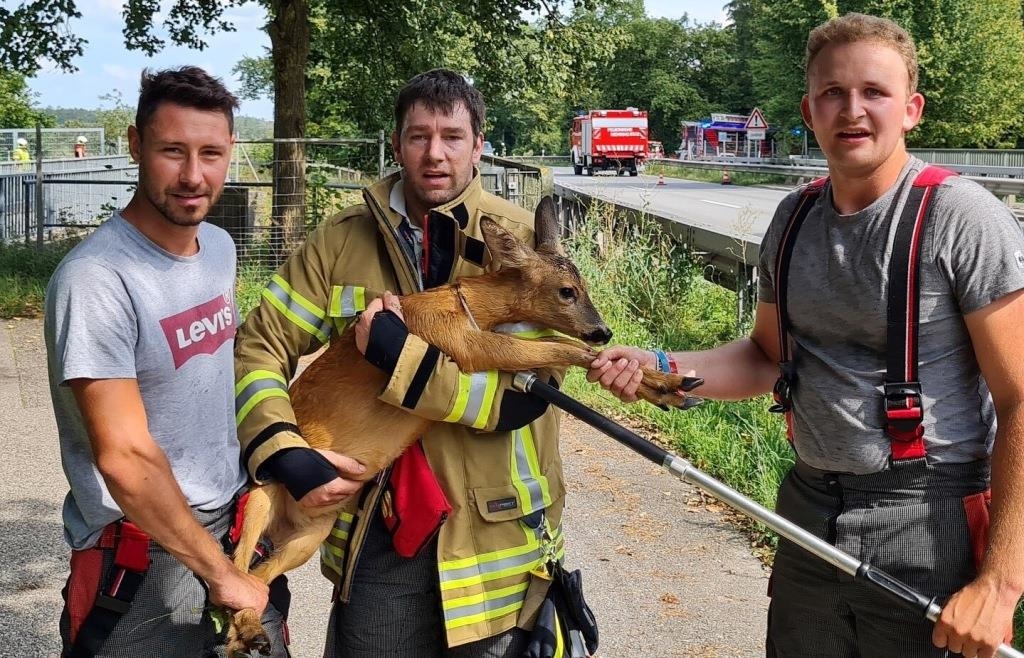Reh aus Alzkanal bei Mehring gerettet