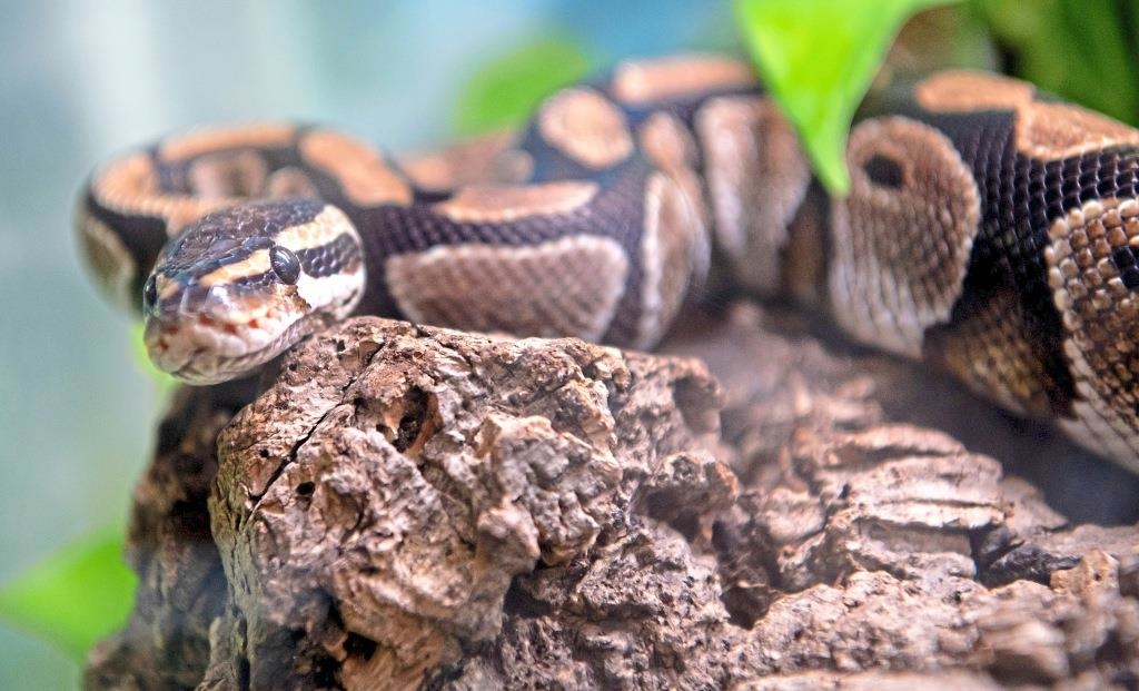 Reptilien als Haustiere