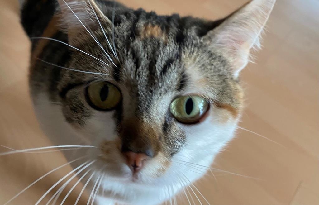 Weltkatzentag: Die süßesten Katzen-Videos der Internet-Nutzer