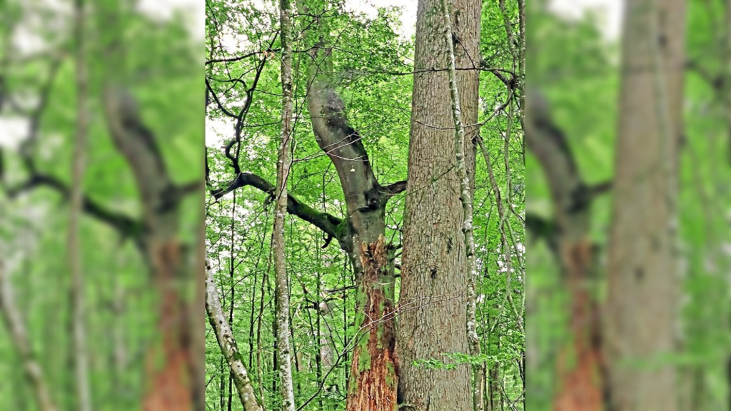 Der Wald als Inspiration für Kreativität