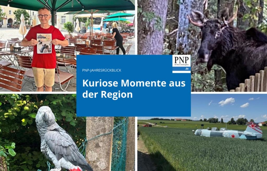 Aggressiver Papagei und wandernder Elch: Kuriose Momente aus der Region