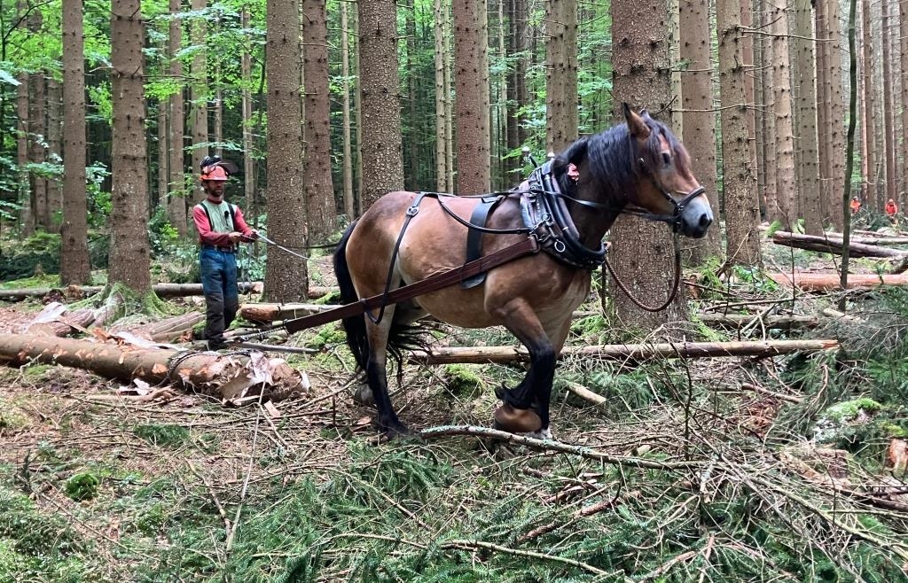 Rückepferd „Hubsi“ sorgt im Nationalpark Bayerischer Wald für schonende ...